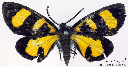 Papua Insects Foundation (Lepidoptera/Geometridae(Ennominae)/Ctimene ...